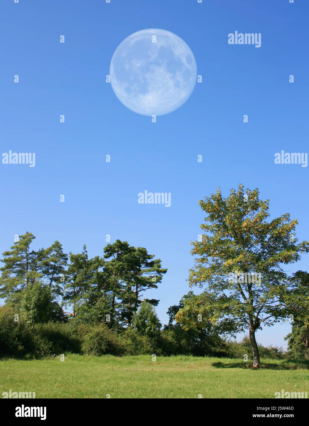 trees with full moon Stock Photo - Alamy