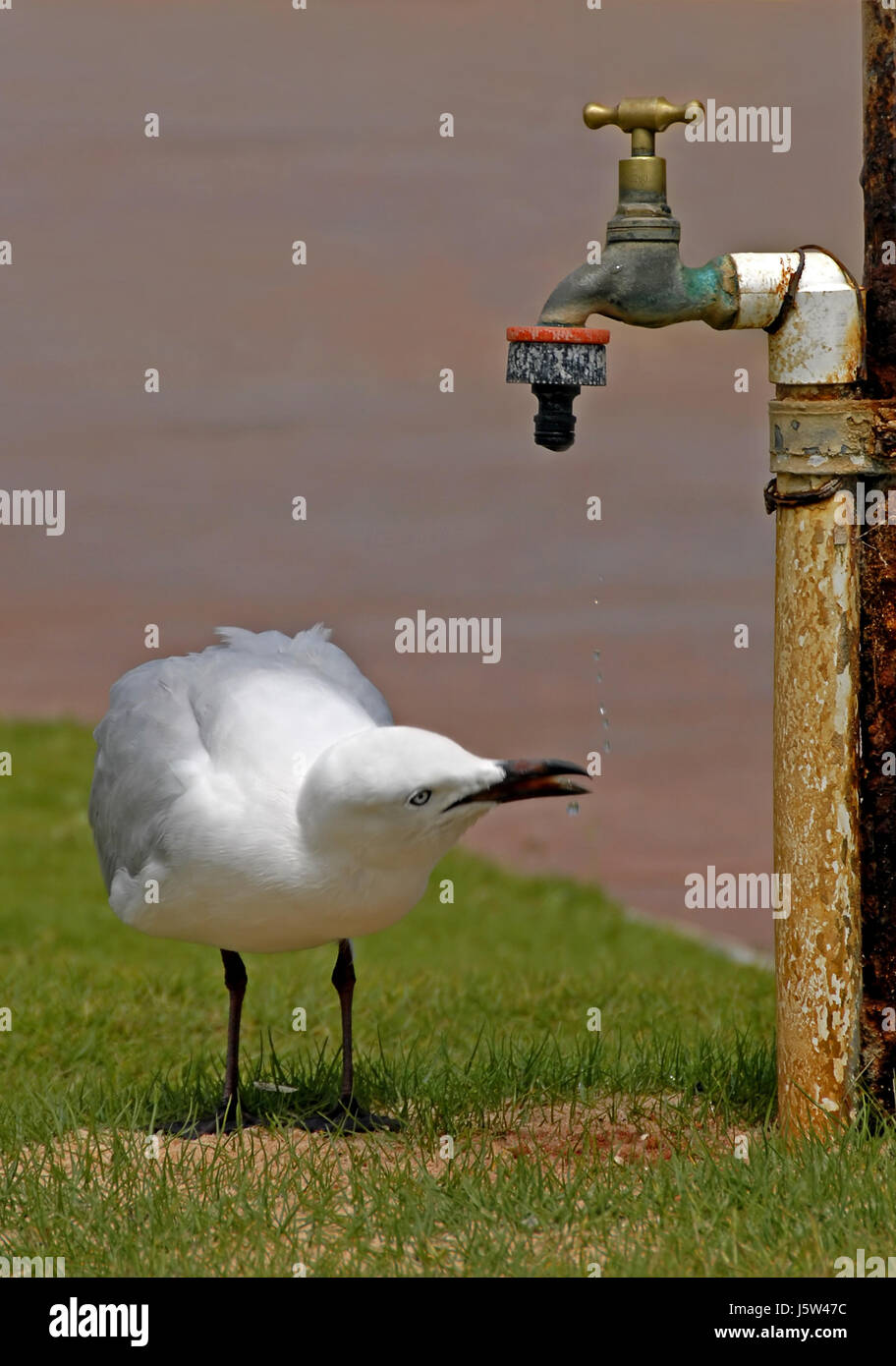 drink drinking bibs beak tap beaks thirsty thirst water drop drip drops ...