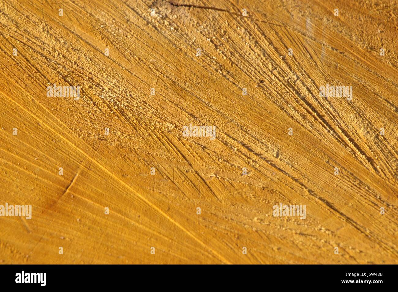 wood lines vein structure tree trees wood snag annual rings structure ...