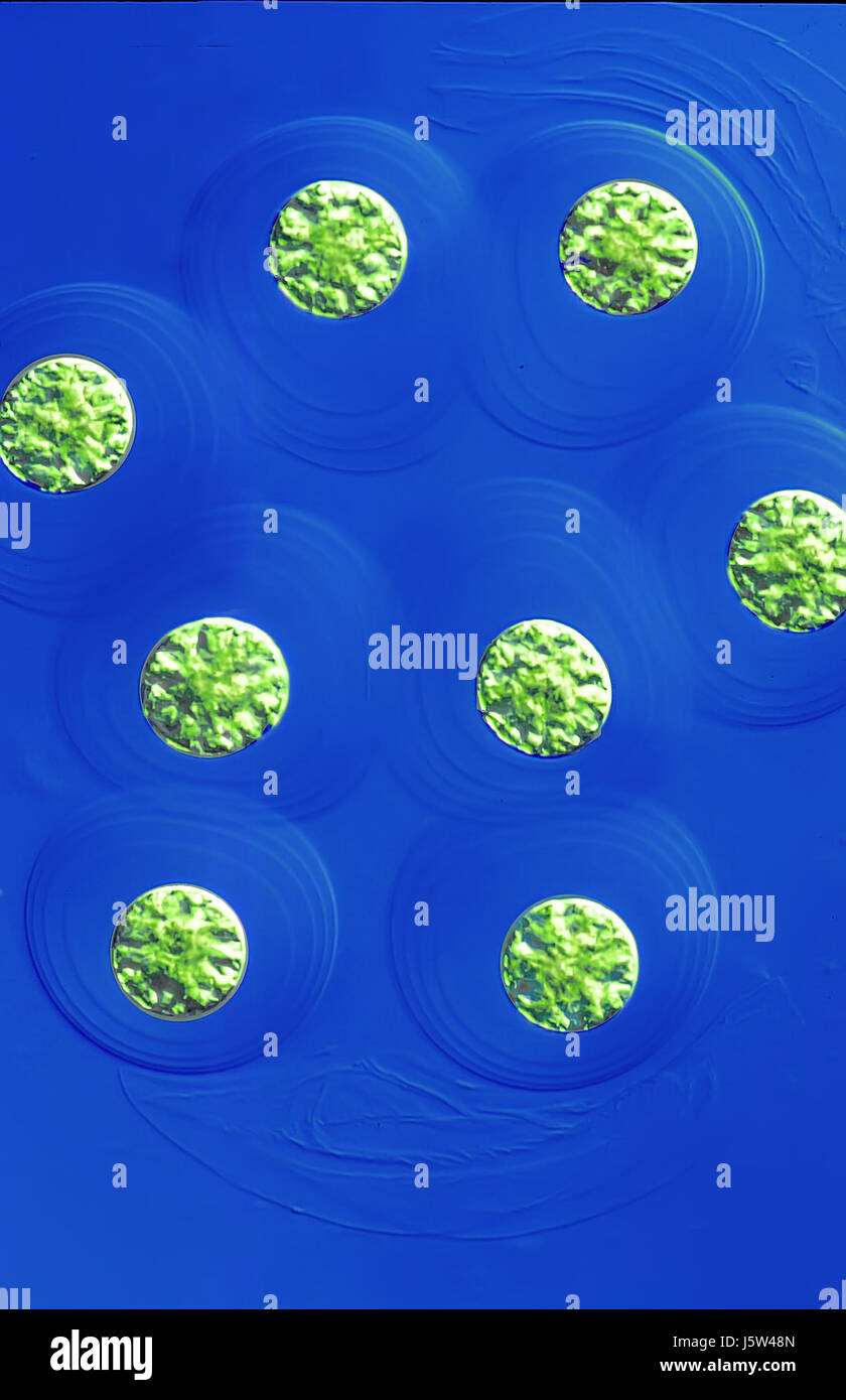 algae chlorophyll cells microscope algae asterionella einzeller ...
