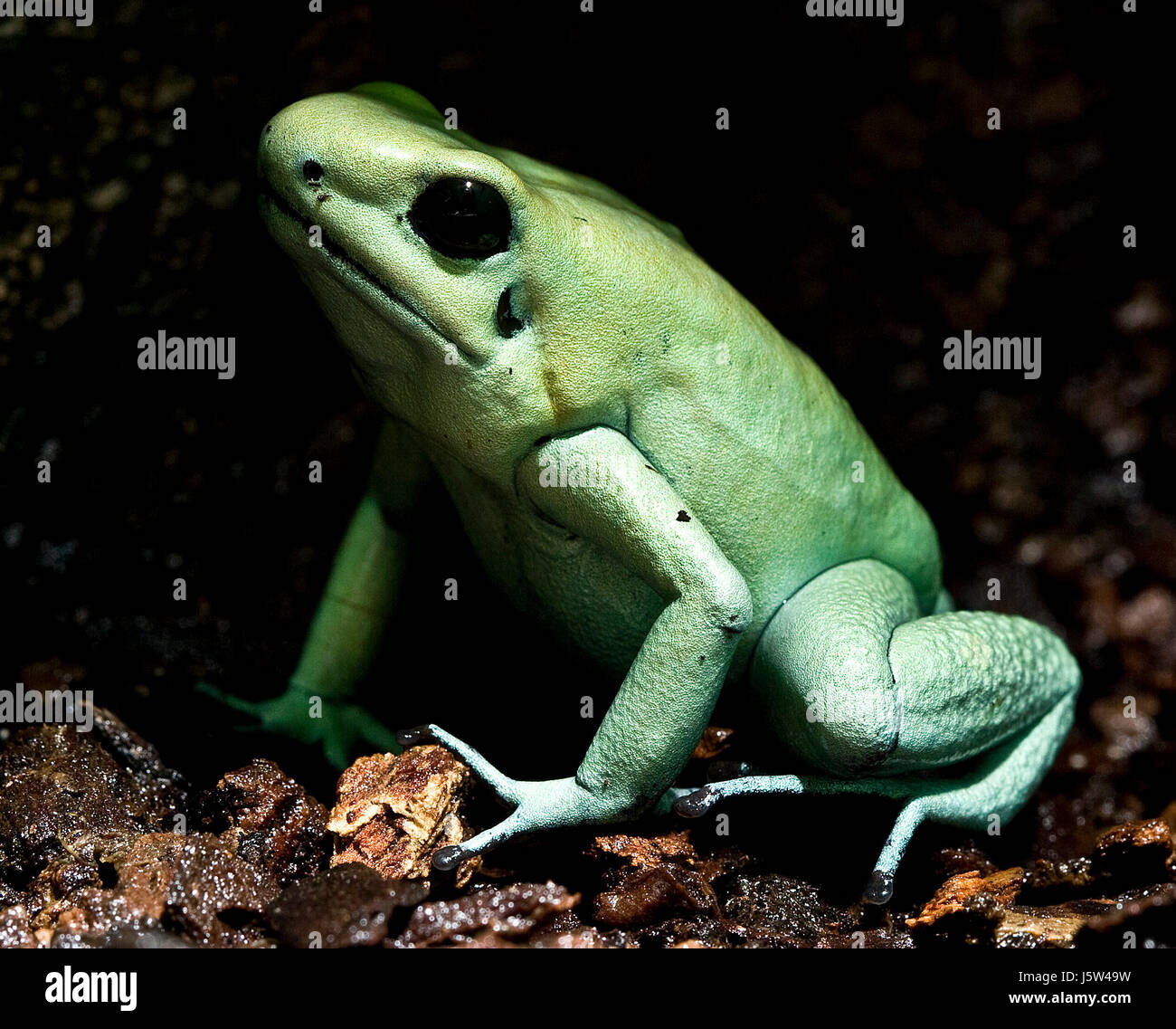 frog south america frogs rainforest rain forest blue plant green skin ...