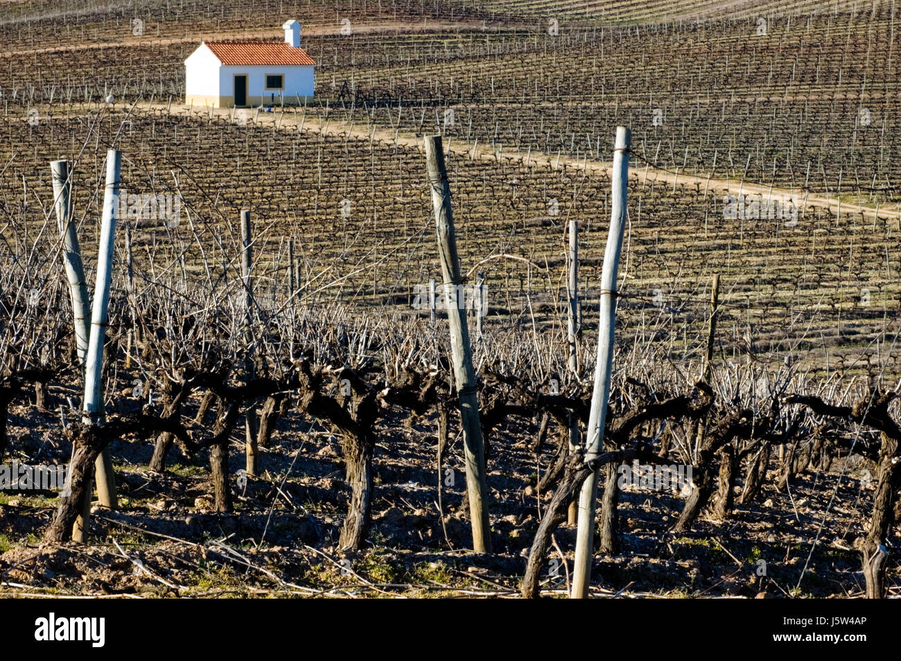 winter agriculture farming vineyard dry dried up barren farm season ...