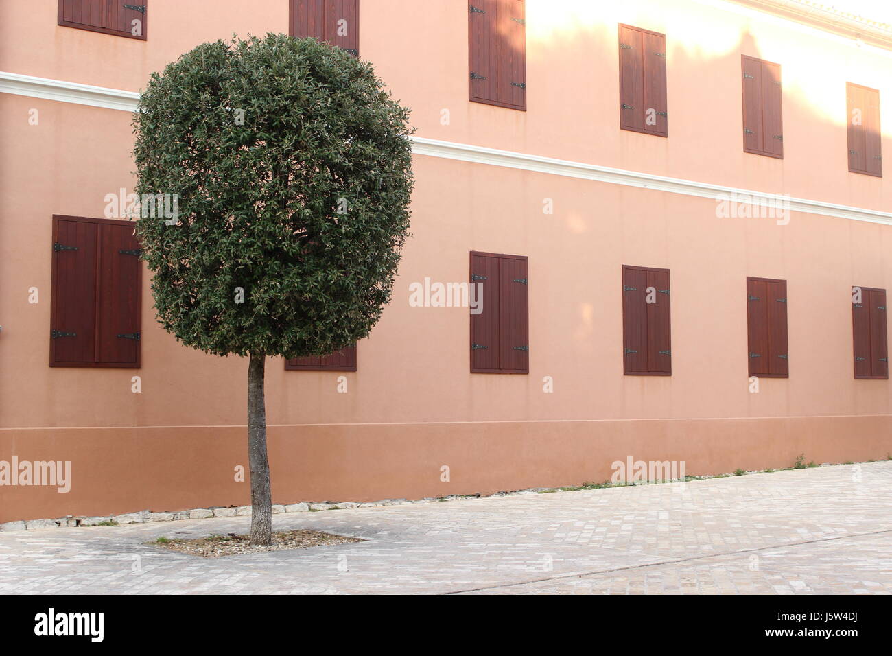 Mediterranean Oak Tree in Nin, Croatia Stock Photo - Alamy