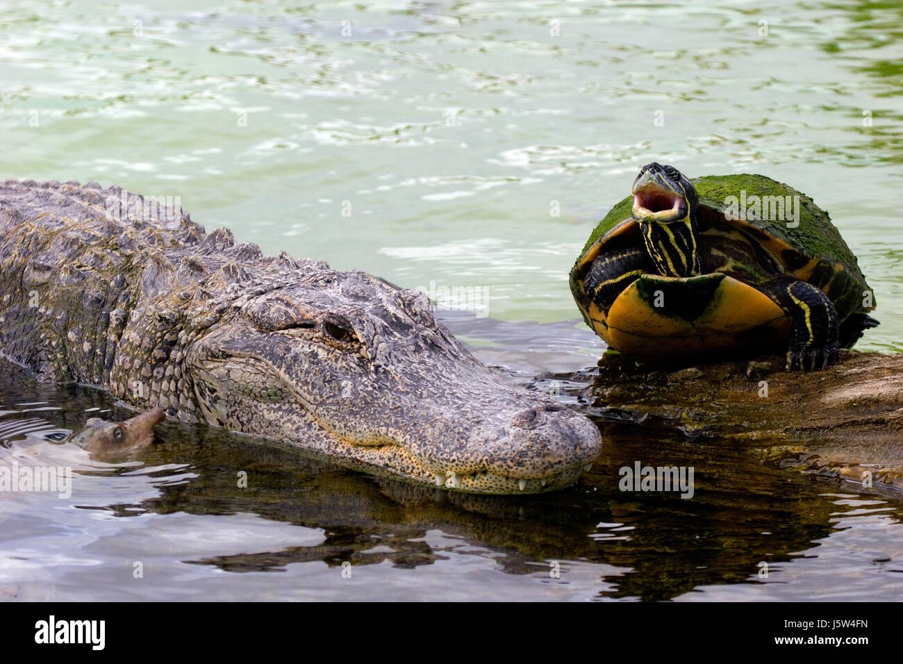 animal reptile amphibian wildlife alligator turtle dangerous water ...