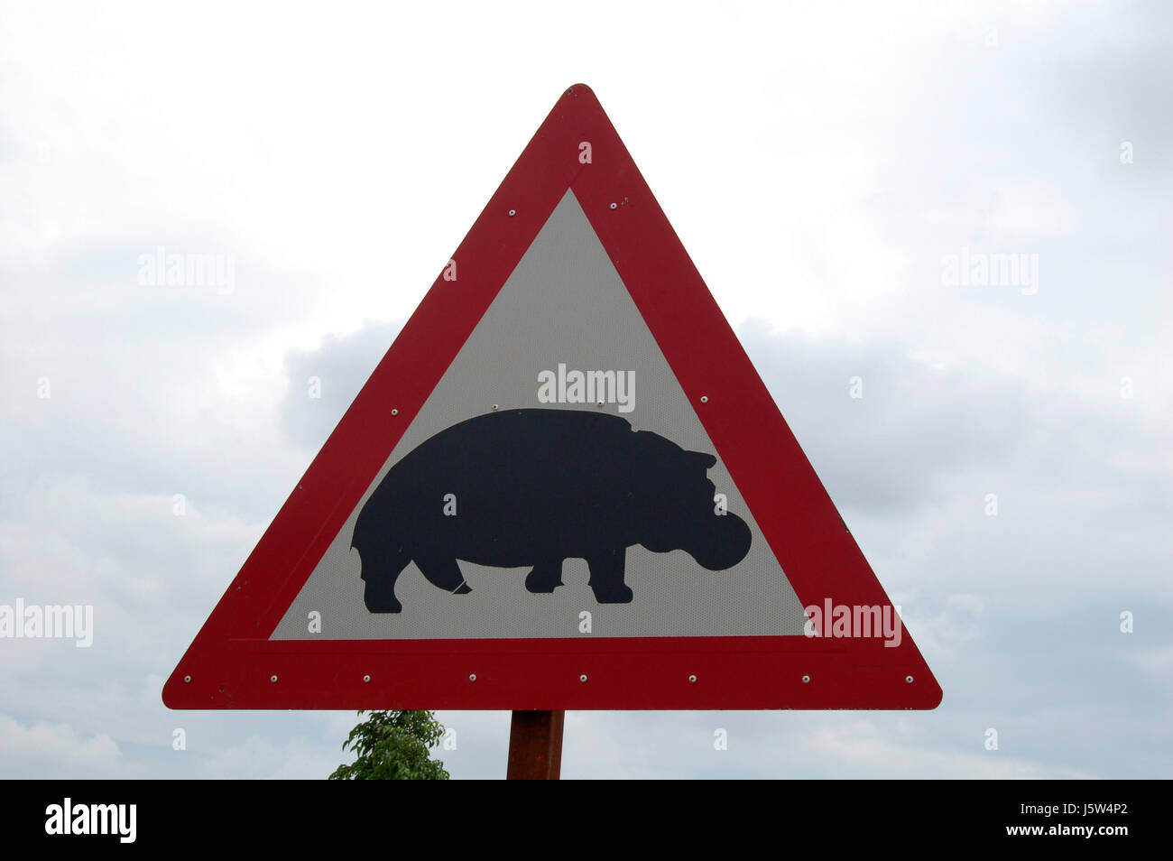 traffic transportation caution hippopotamus sign signal traffic sign ...