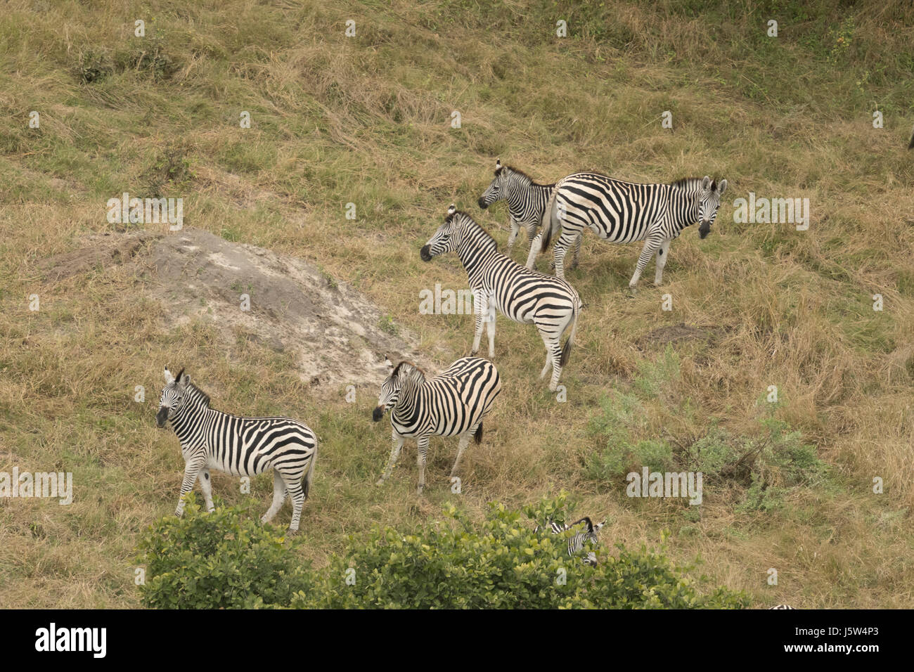Zebra Sable viewed from helicopter in Okavango Delta Botswana Stock ...