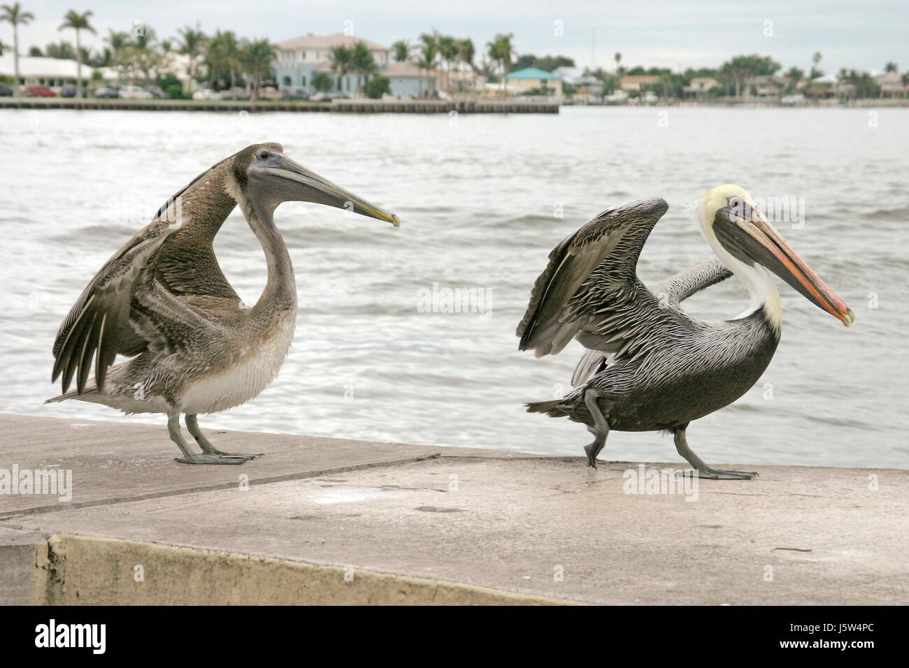 wait waiting fish pelicans pair wait waiting fish birds concrete wall ...