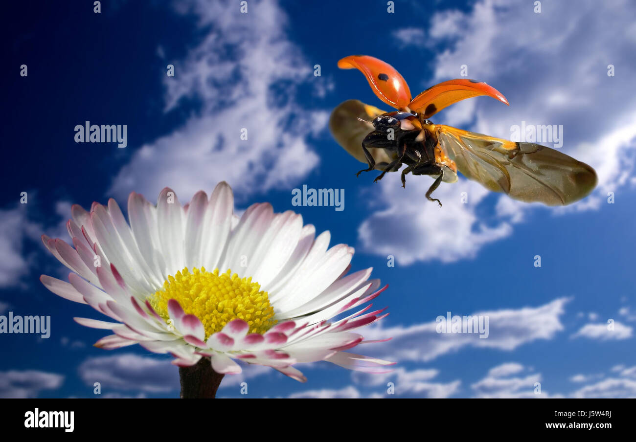 daisy meadow firmament sky fly flies flys flying clouds ladybug blue ...