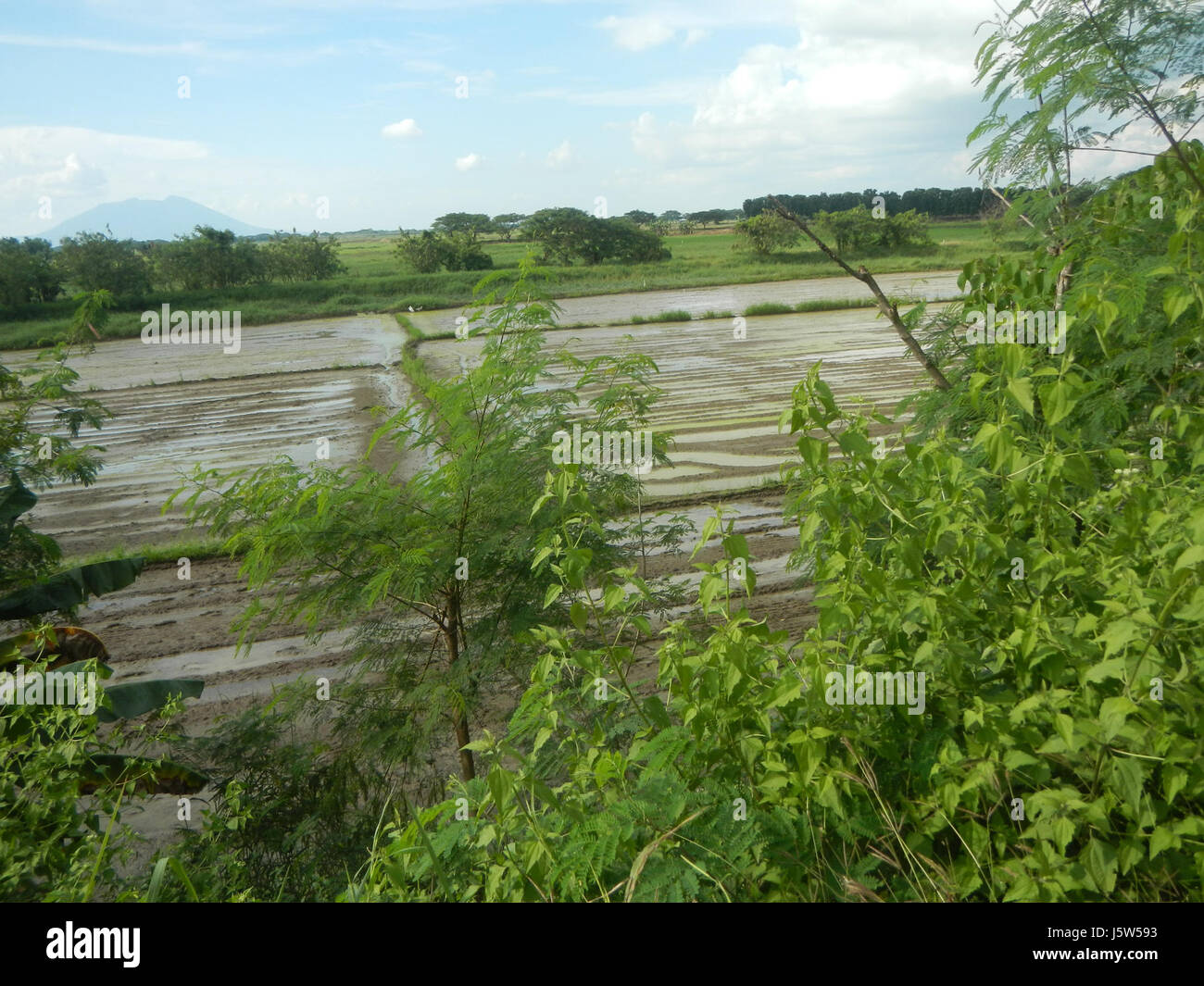 This image depicts the paddy fields and grasslands along the roads in ...