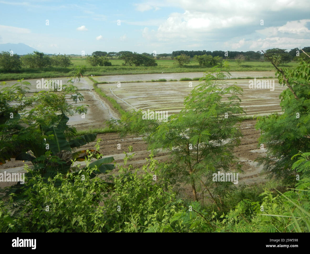 This image shows the vast paddy fields and grasslands of Calasag, San ...