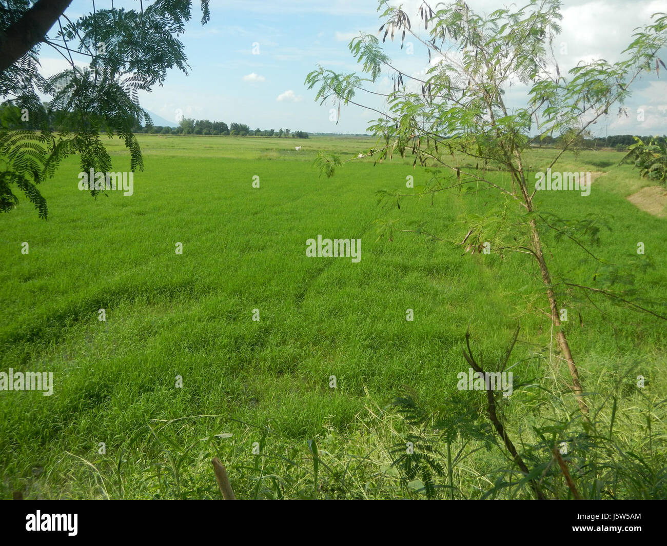 The area described features vast paddy fields and grasslands, with ...