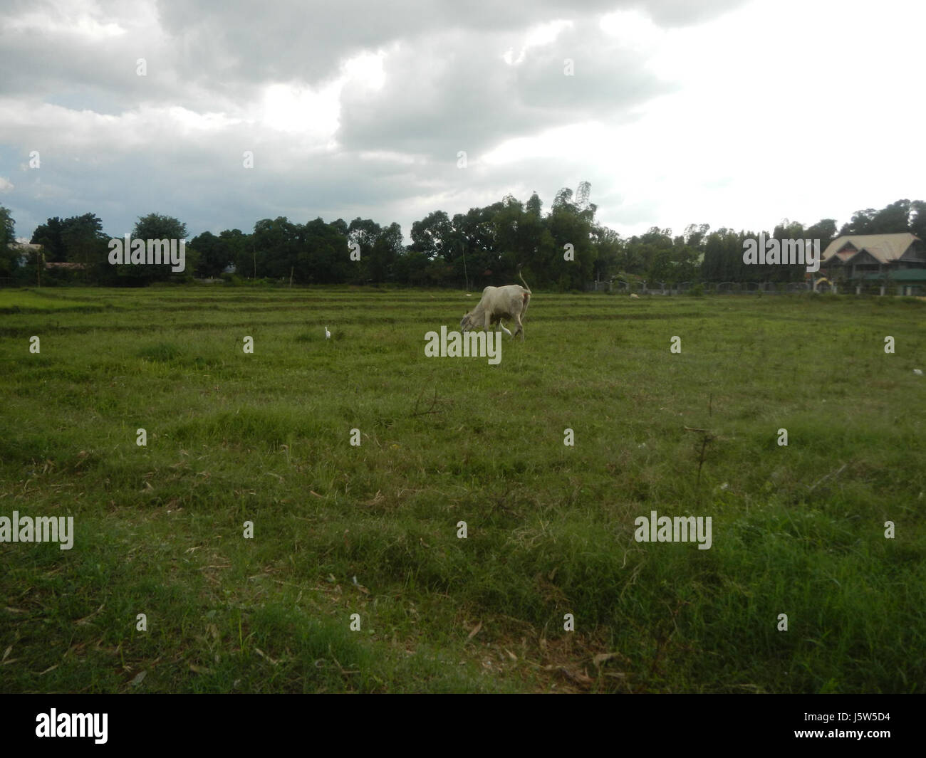 This title describes a rural landscape in Bulacan, Philippines, with ...