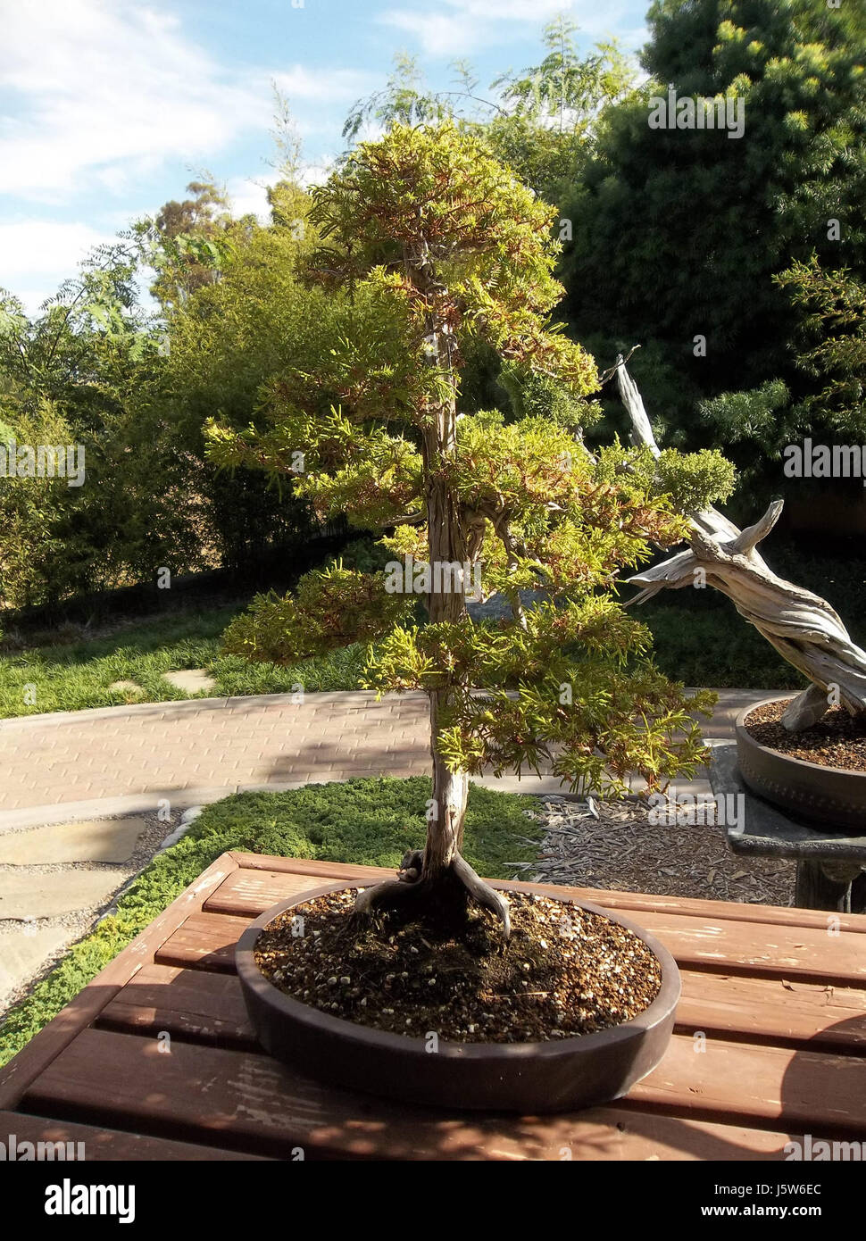 The Japanese Garden in Balboa Park, San Diego, is a tranquil space that ...