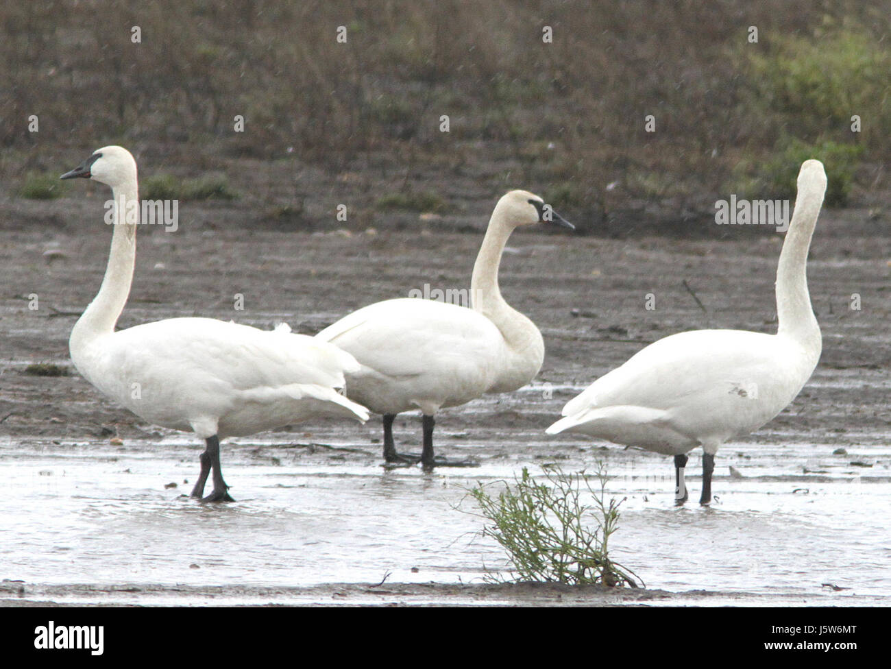 Courtenay map hi-res stock photography and images - Alamy