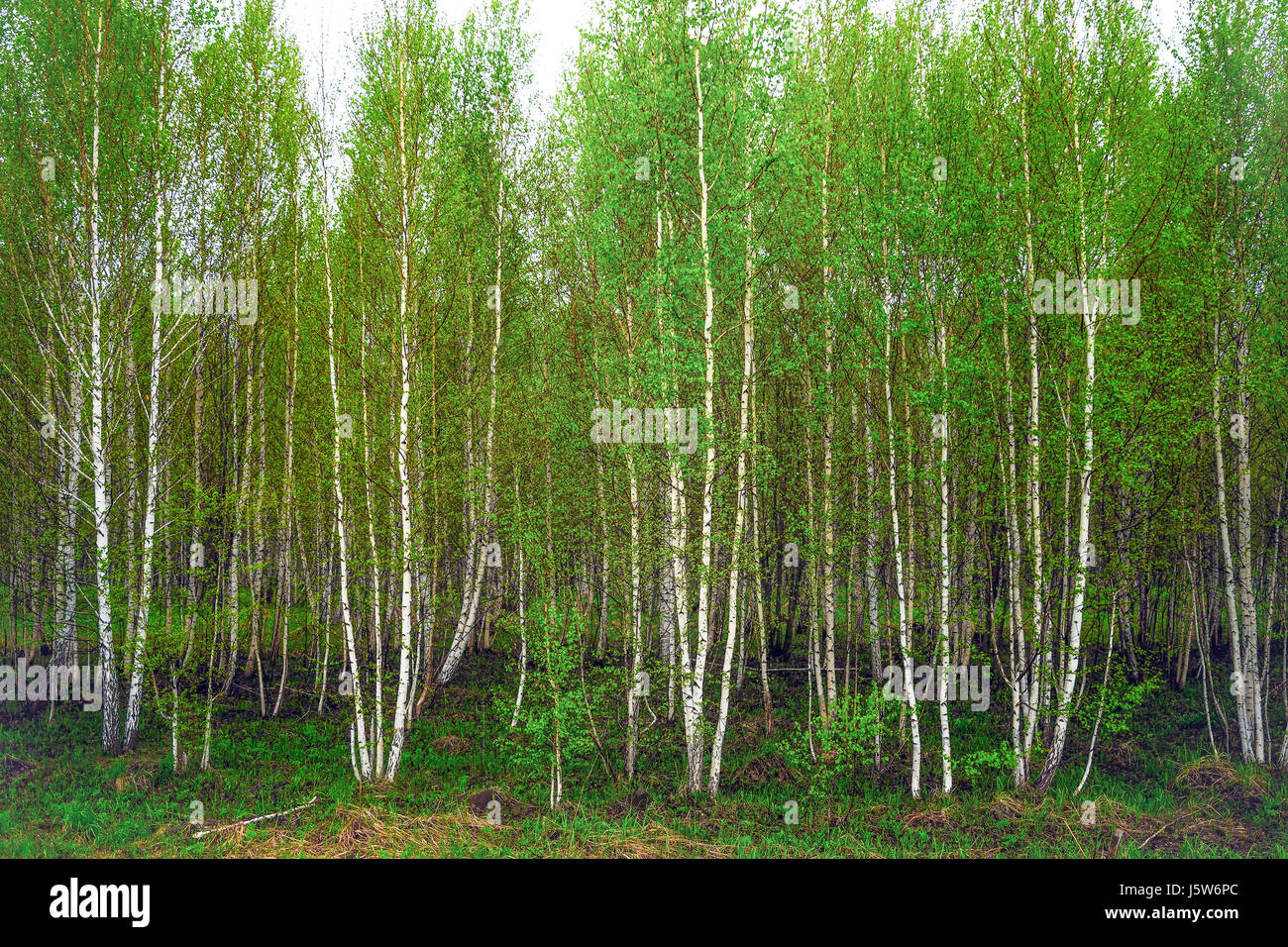 Spring in Siberia, a grove of young birch trees with fresh foliage ...