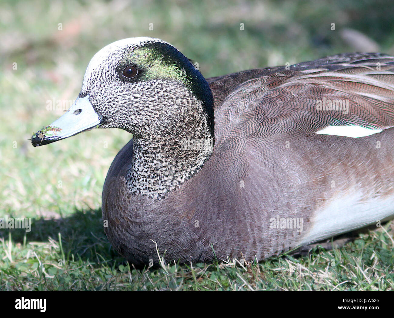 Phoenix park ducks hi-res stock photography and images - Alamy