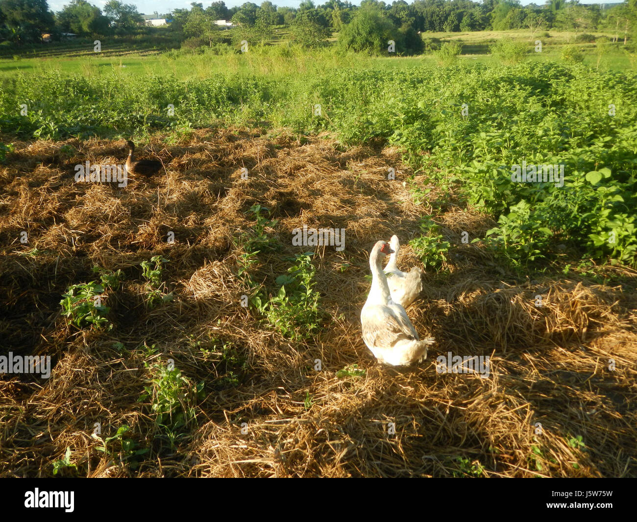 0188 Solar Powered Agri-Rural Communities paddy fields Pasong Inchik ...