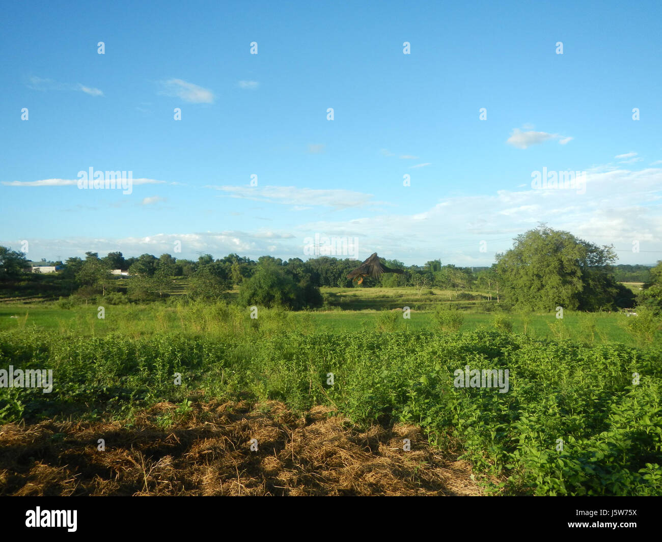 Grazing cattle, grasslands, and paddy fields in Pasong Inchik, San ...