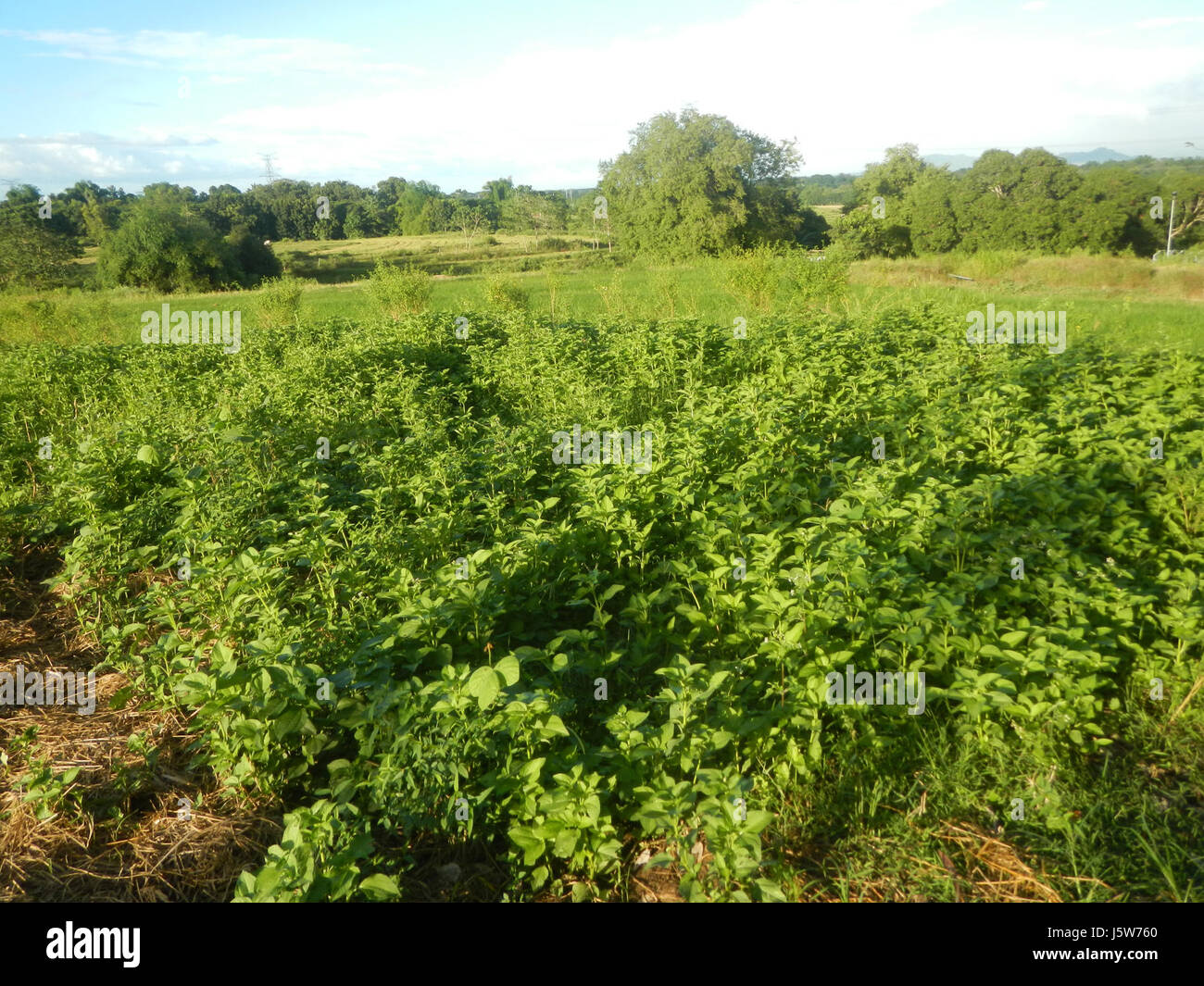 0188 Solar Powered Agri-Rural Communities paddy fields Pasong Inchik ...