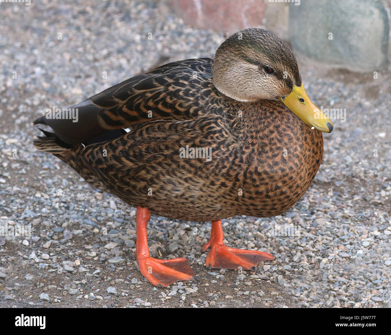 The hybrid Mallard, a Northern x Mexican cross, was observed in ...