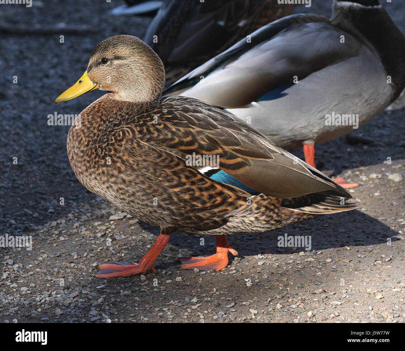 Farmington new mexico map hi-res stock photography and images - Alamy