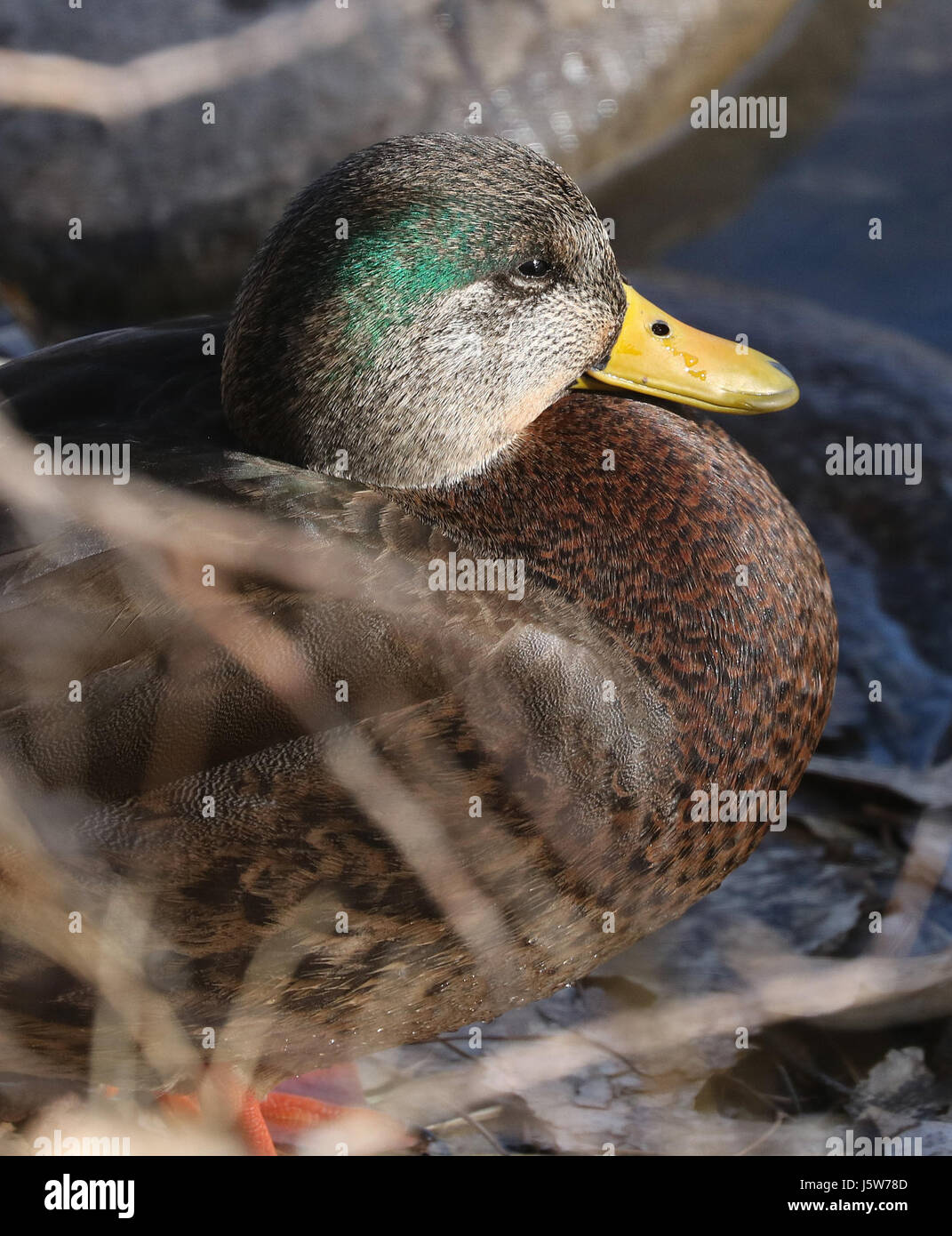This image likely features a hybrid mallard duck, a cross between a ...