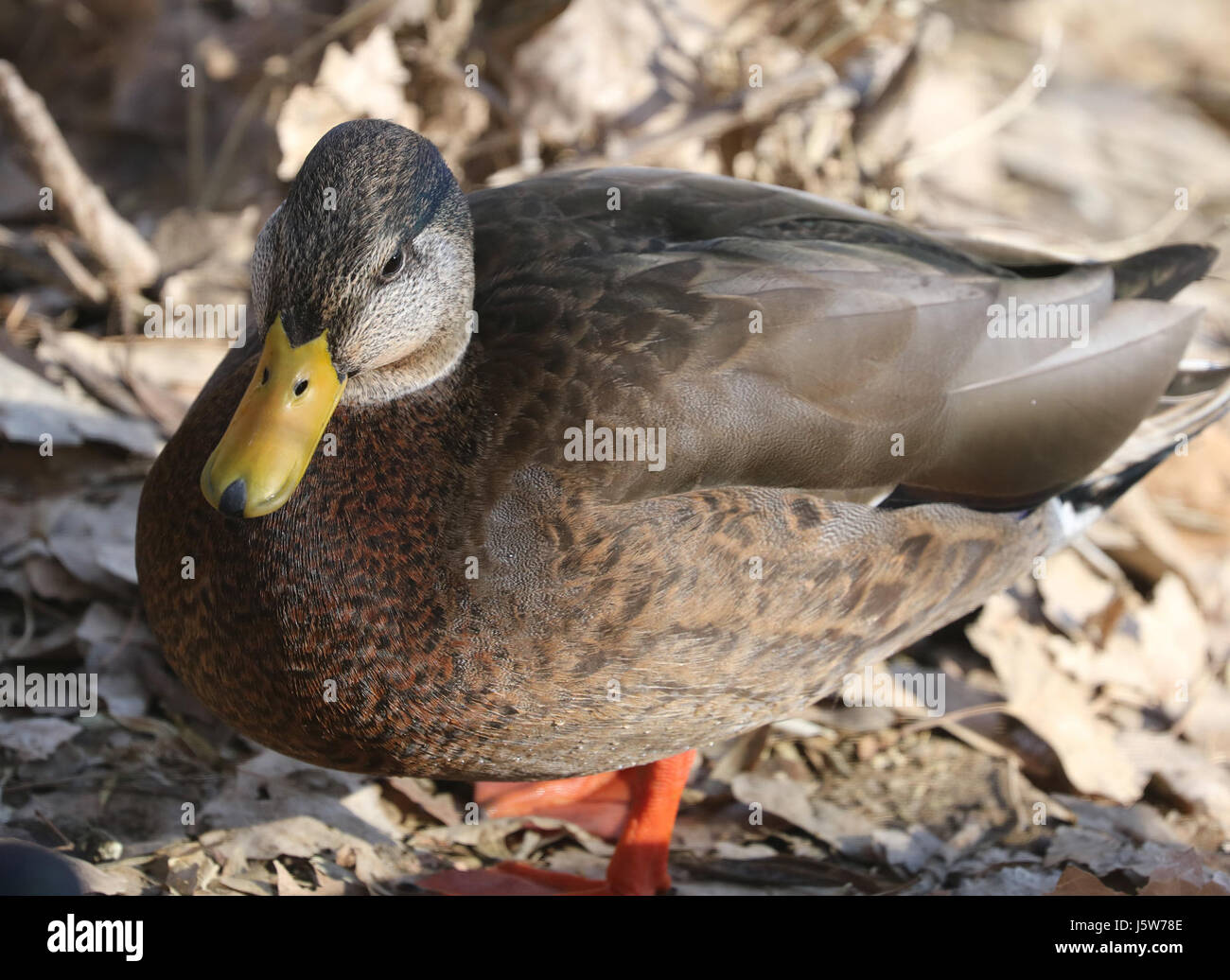 The 027 Mallard is a hybrid duck, the result of a Northern Mallard and ...