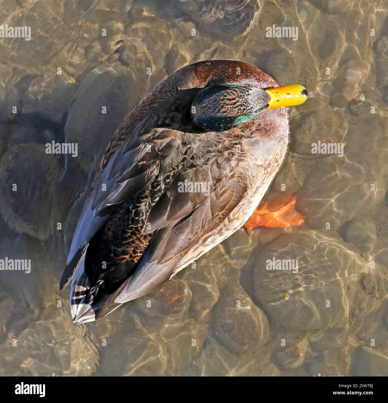 This entry refers to a hybrid Mallard duck (Northern x Mexican ...