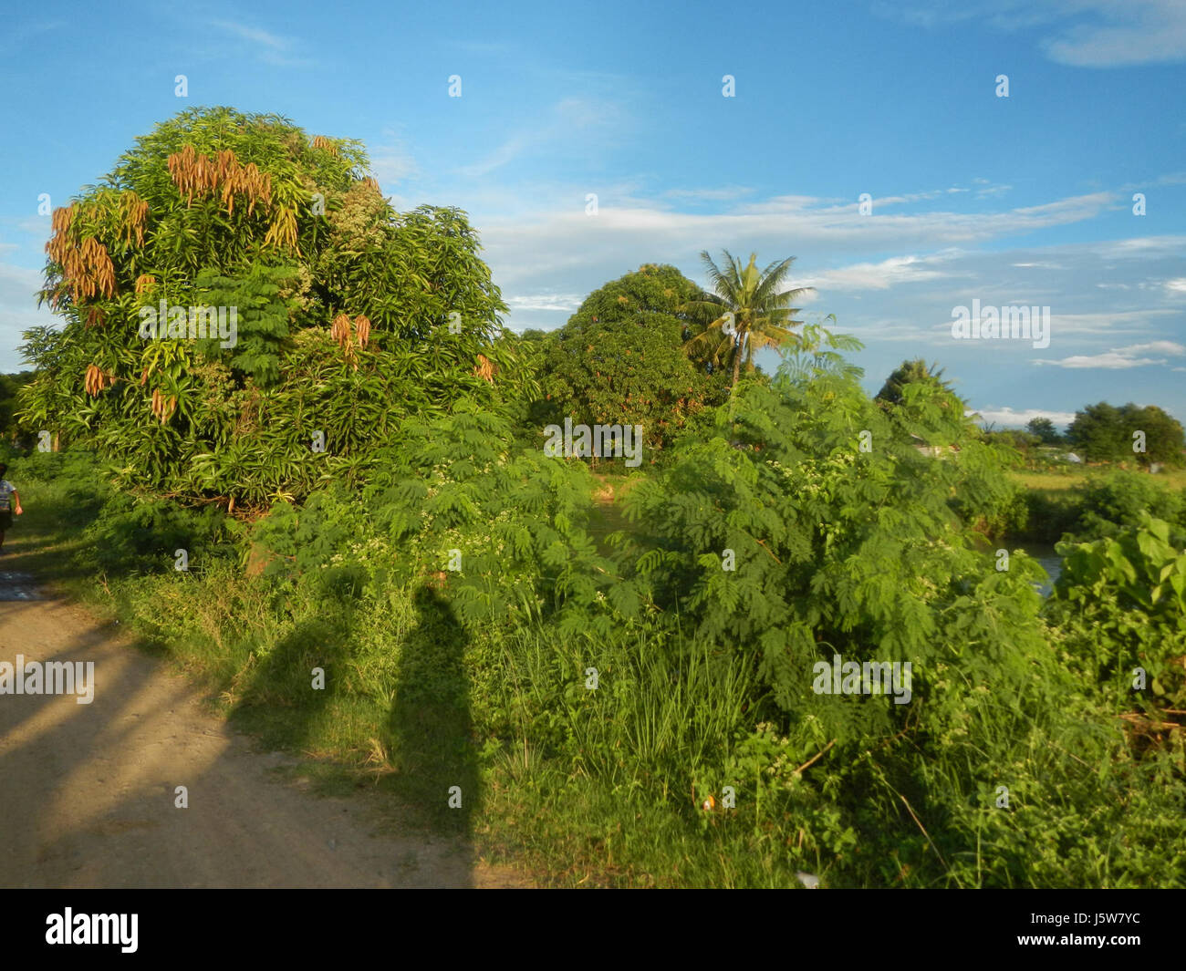 A geographical map depicting the paddy fields, grasslands, trees, and ...