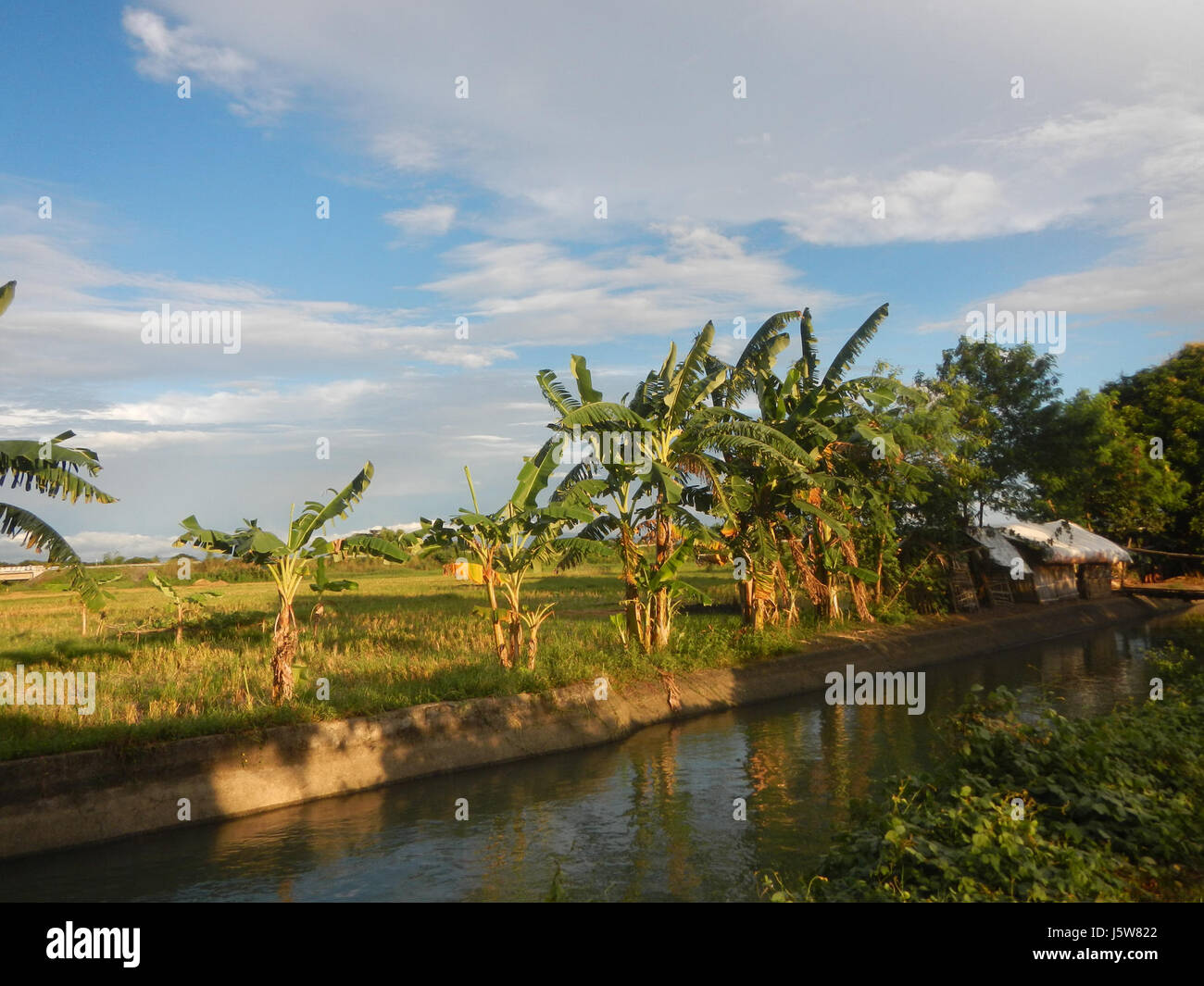A photograph capturing paddy fields, trees, fishponds, and irrigation ...