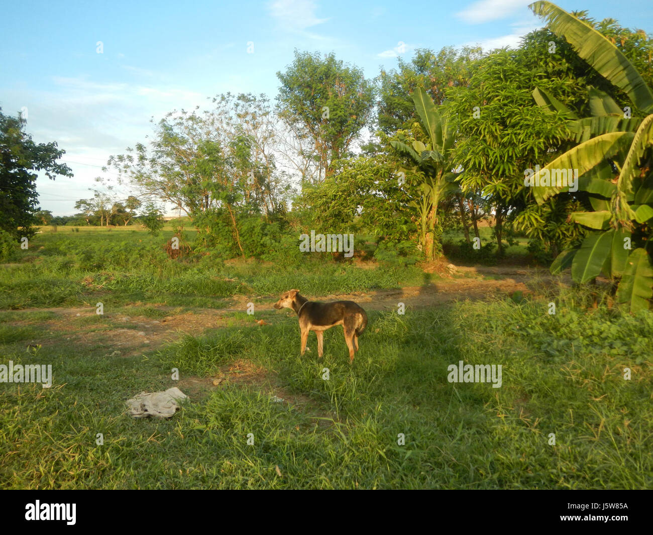 This image depicts the agricultural landscape of Sakdalan, San Jose ...