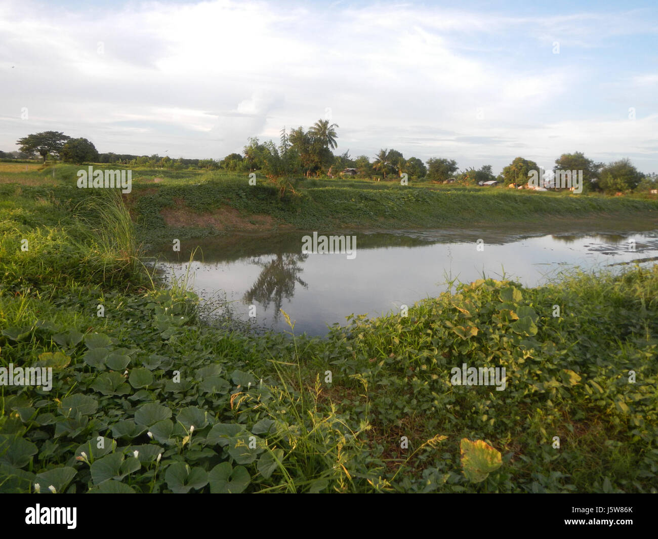 Paddy fields grasslands trees hi-res stock photography and images - Alamy