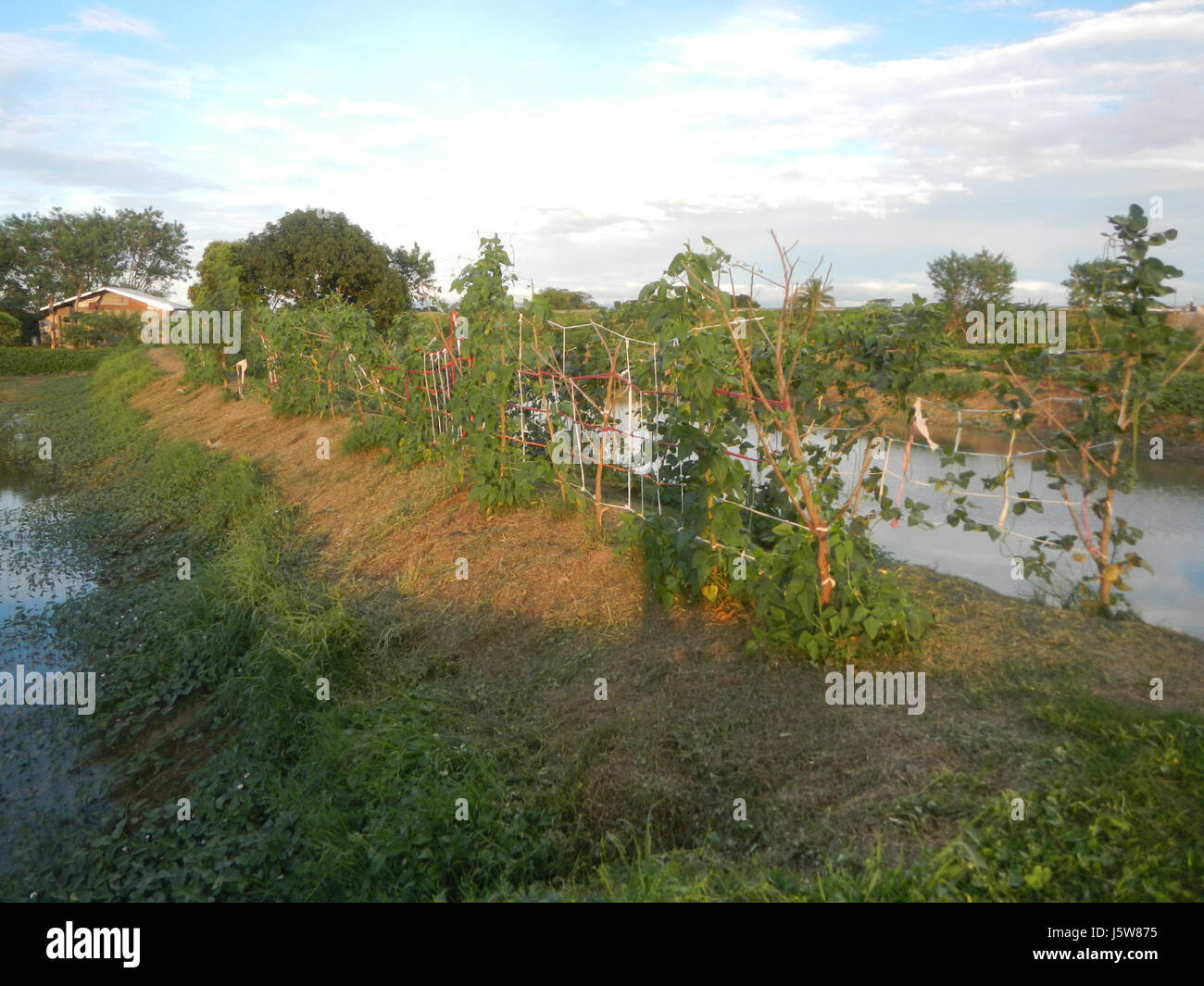 This image captures the agricultural landscape of Sakdalan, San Jose ...
