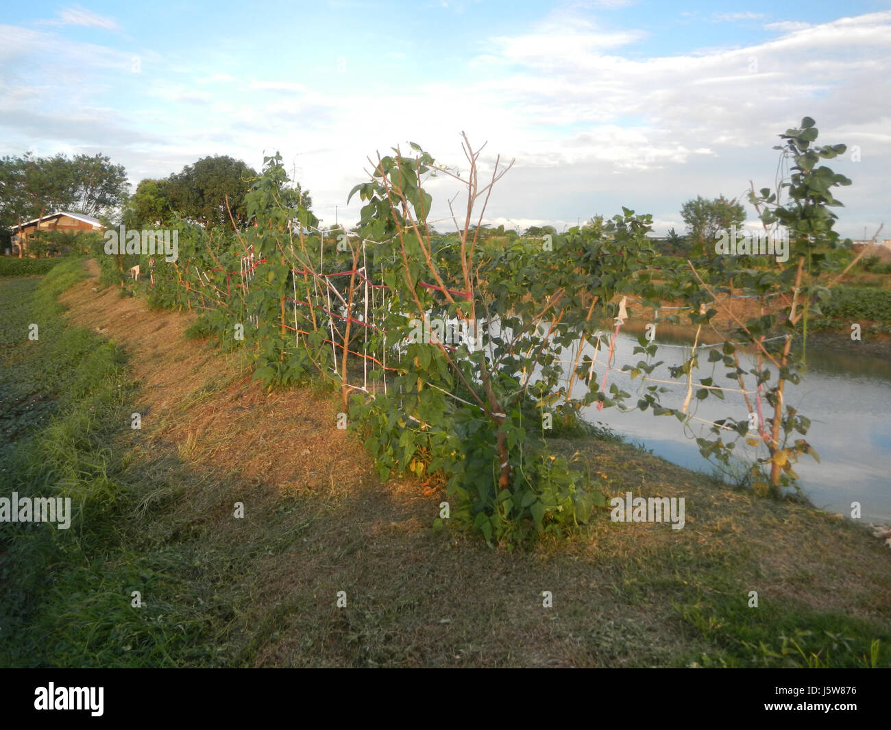 A reference to agricultural areas in Bulacan, Philippines, involving ...