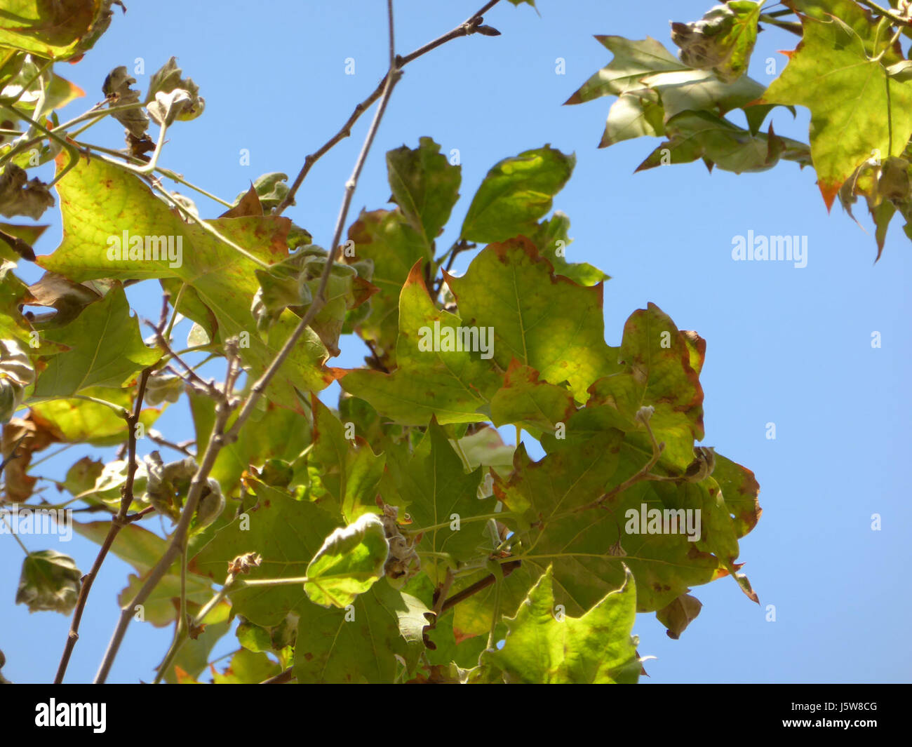 Blaetter hi-res stock photography and images - Alamy