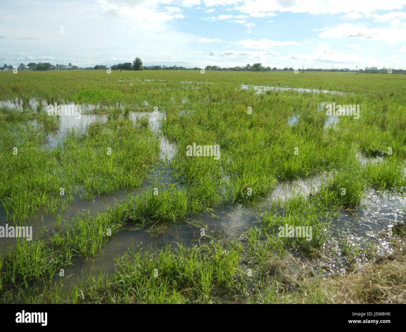 This image depicts the agricultural landscape in Sitio Pinagpala ...