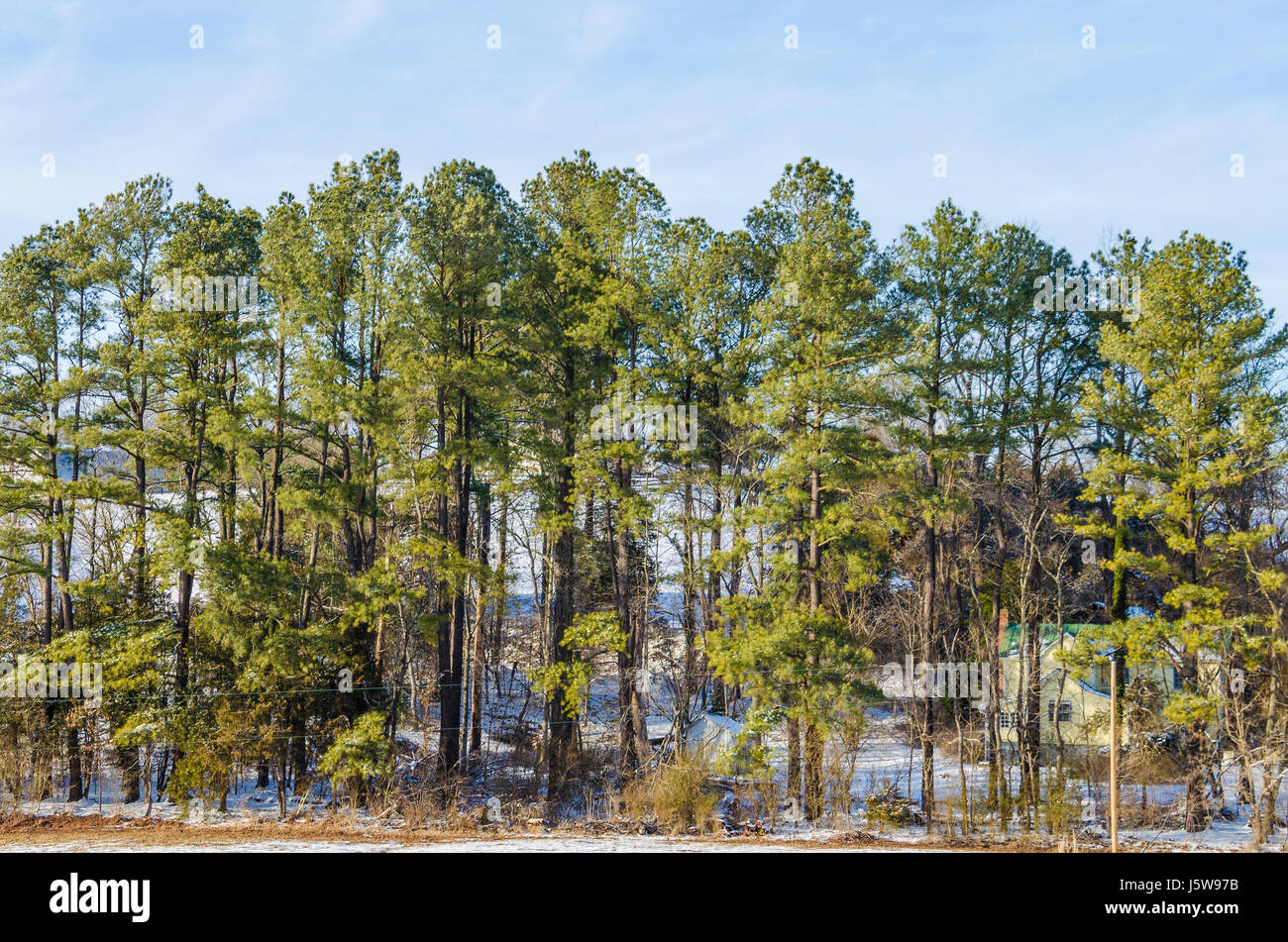 House with tree forest during winter snow in Virginia countryside Stock ...