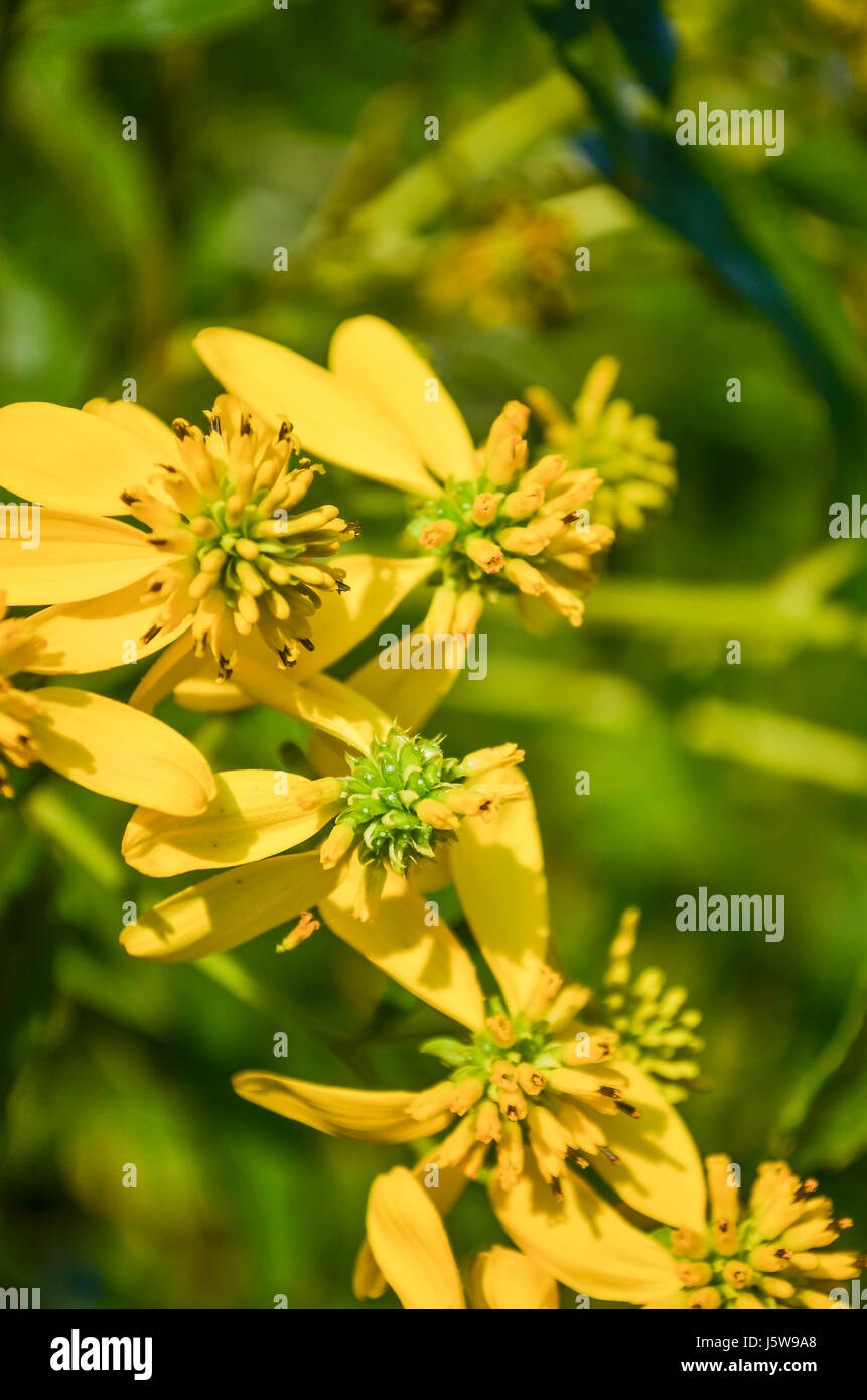 Wingstems hi-res stock photography and images - Alamy