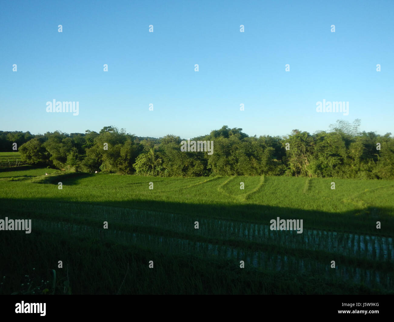 0517 Paddy fields grasslands and trees Tukod Sapang Pahalang, San ...