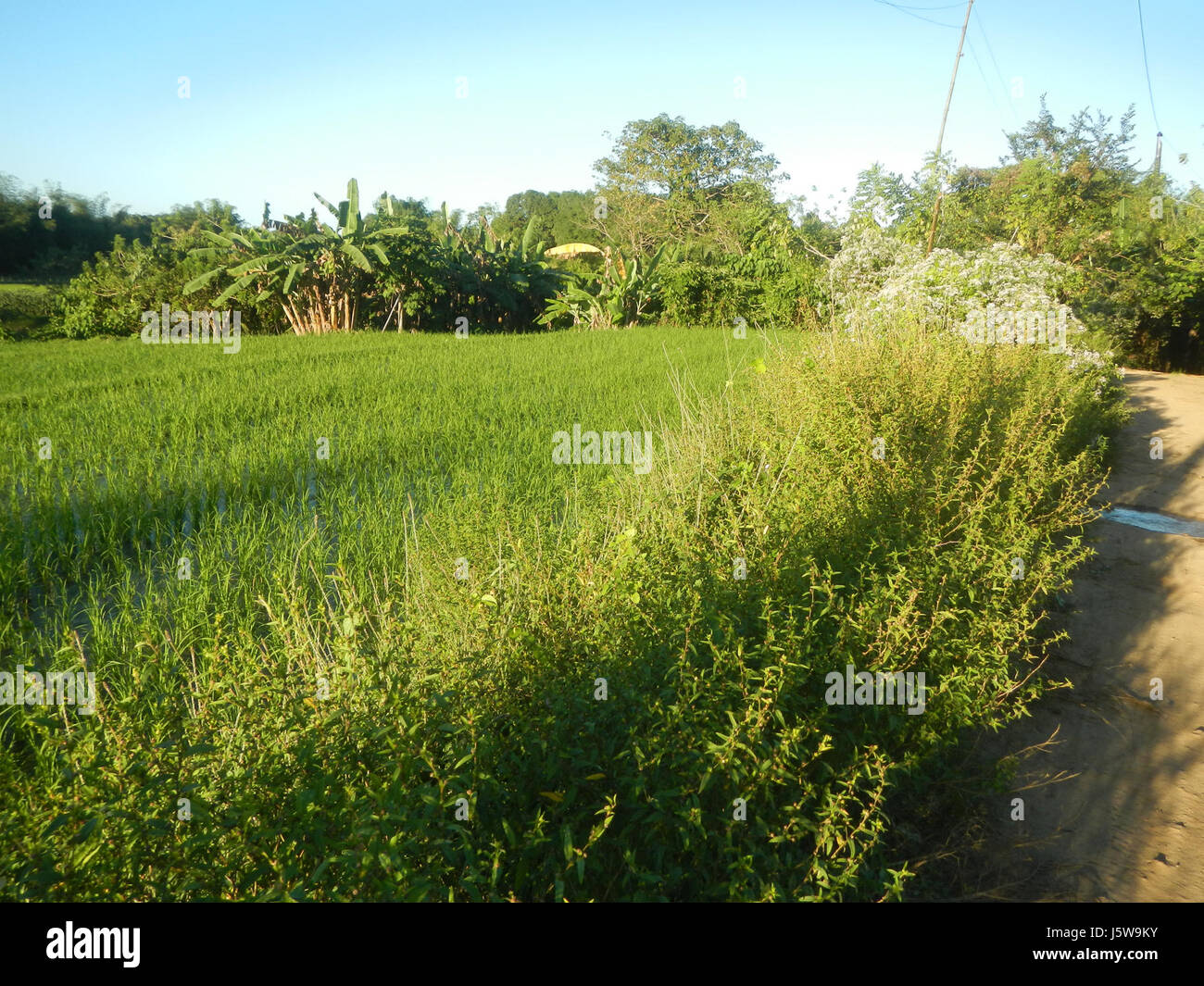 This image captures the paddy fields, grasslands, and trees in Tukod ...