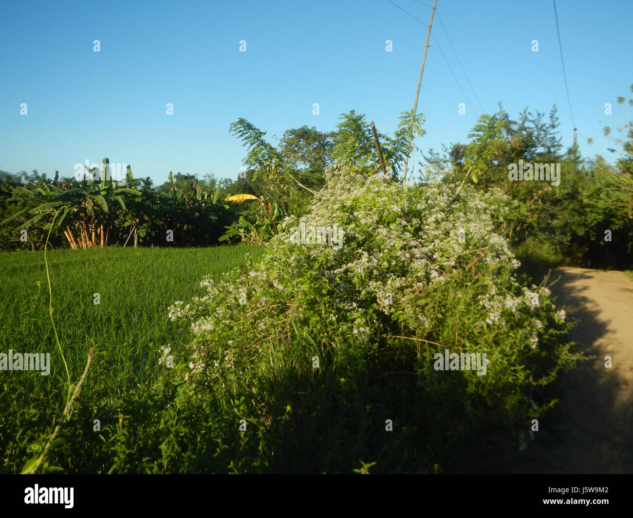 The image captures the serene landscape of paddy fields, grasslands ...