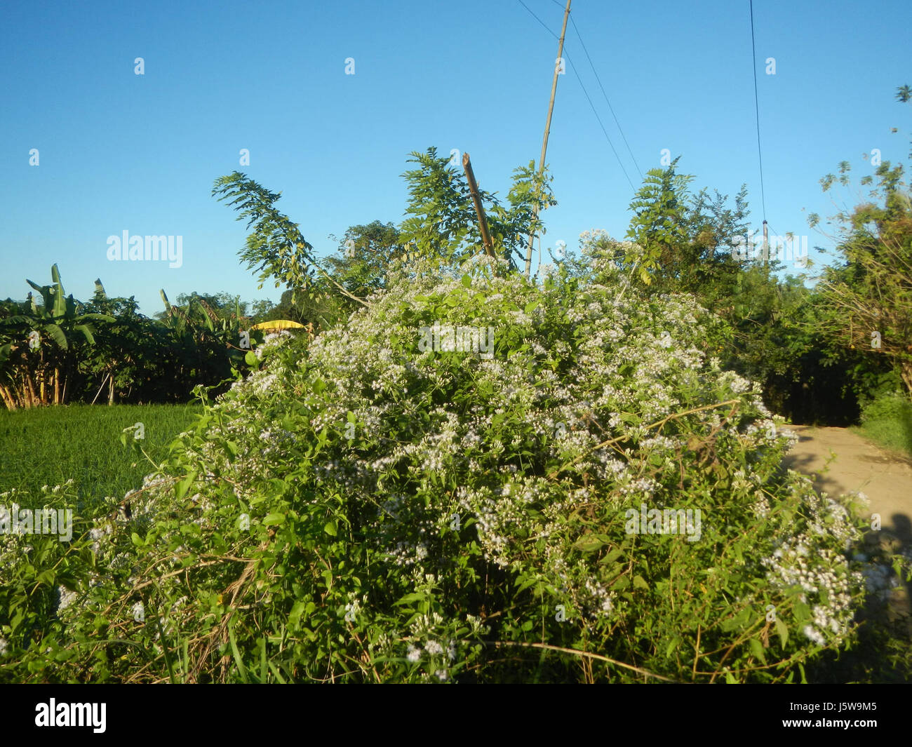 0543 Paddy fields grasslands and trees Tukod Sapang Pahalang, San ...