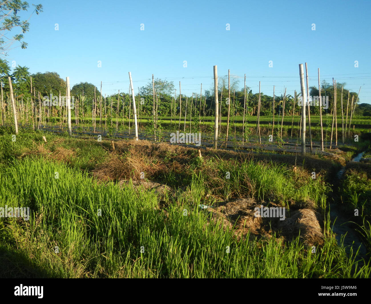 This photograph captures the lush landscape of paddy fields and ...