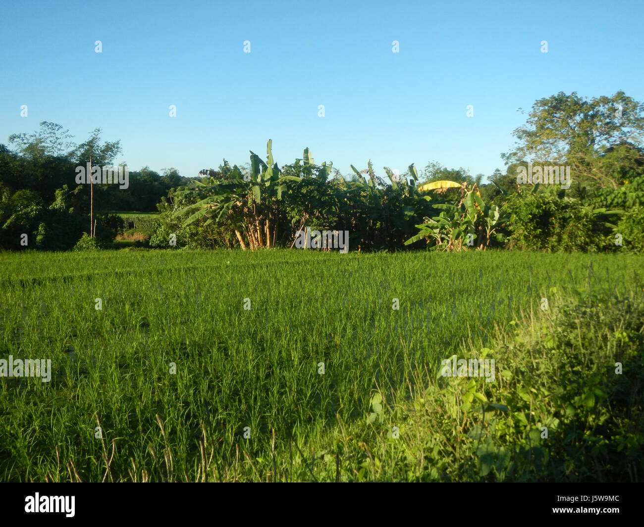 The scene depicted in 0543 shows expansive paddy fields, grasslands ...