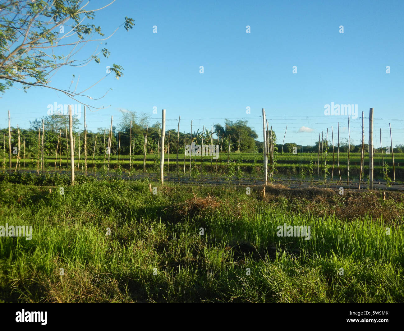 This scene captures the picturesque landscape of Tukod Sapang Pahalang ...