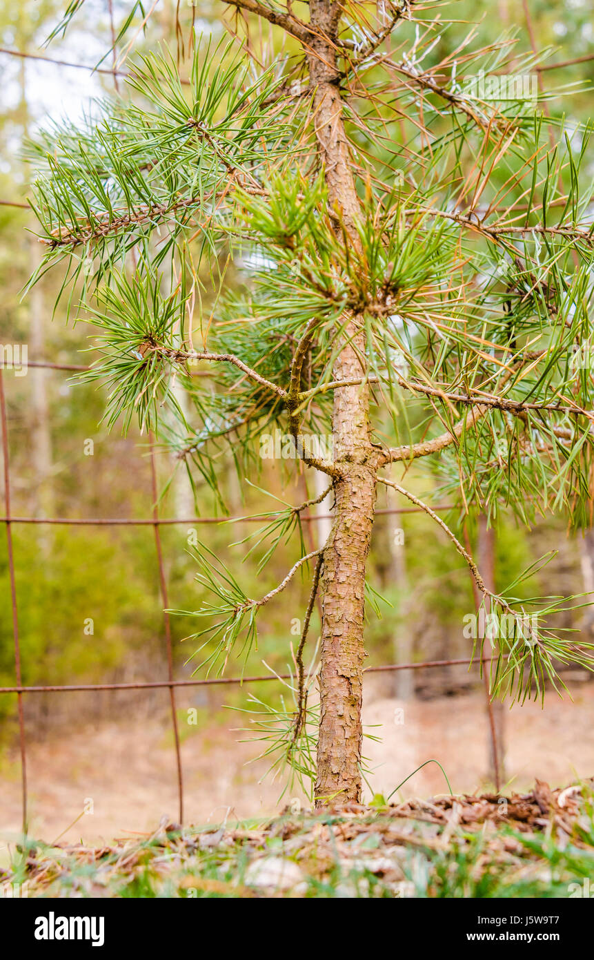 Mesh fence tree green hi-res stock photography and images - Alamy