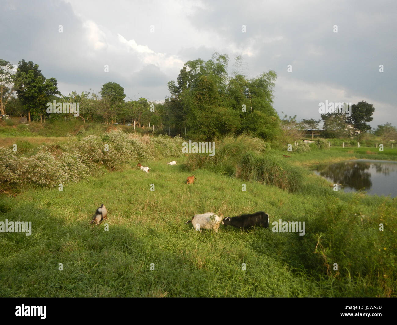 This image captures the rural landscape of San Ildefonso, Bulacan ...