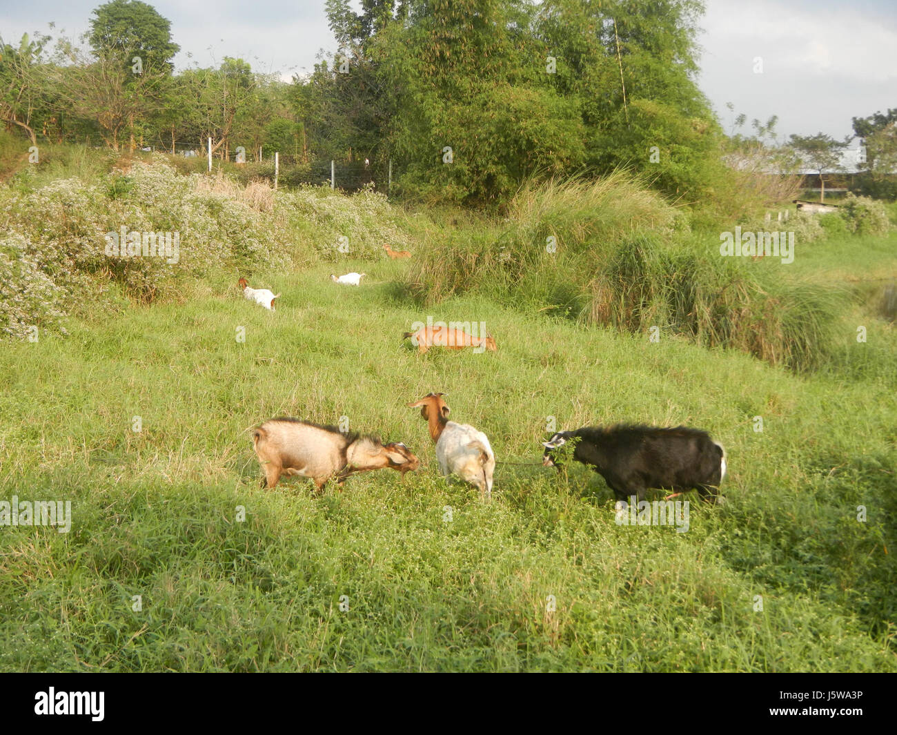 This scene depicts the rural landscape of San Ildefonso, Bulacan ...
