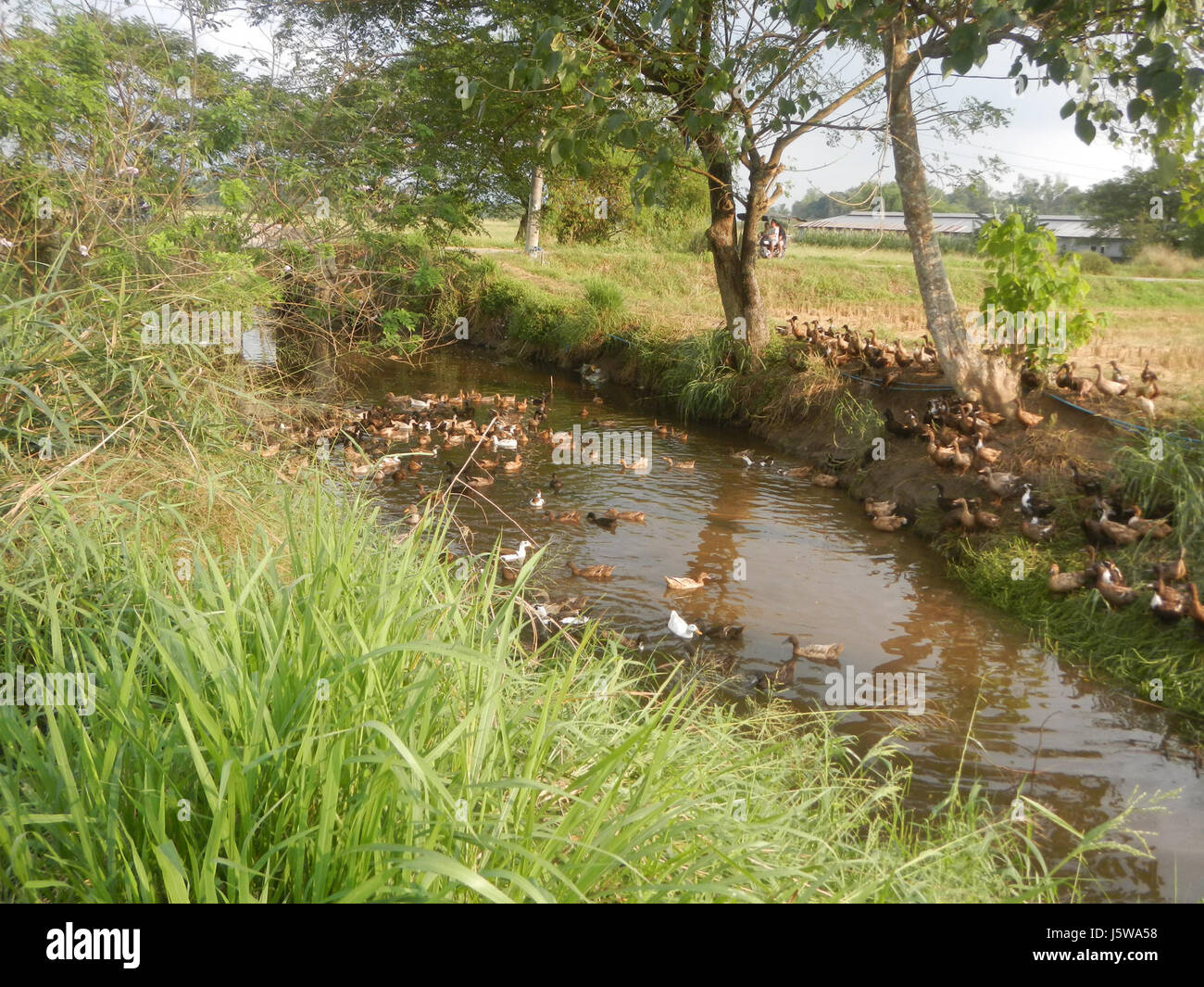 The 0305 fields in Nabaong Garlang, San Ildefonso, Bulacan, showcase a ...