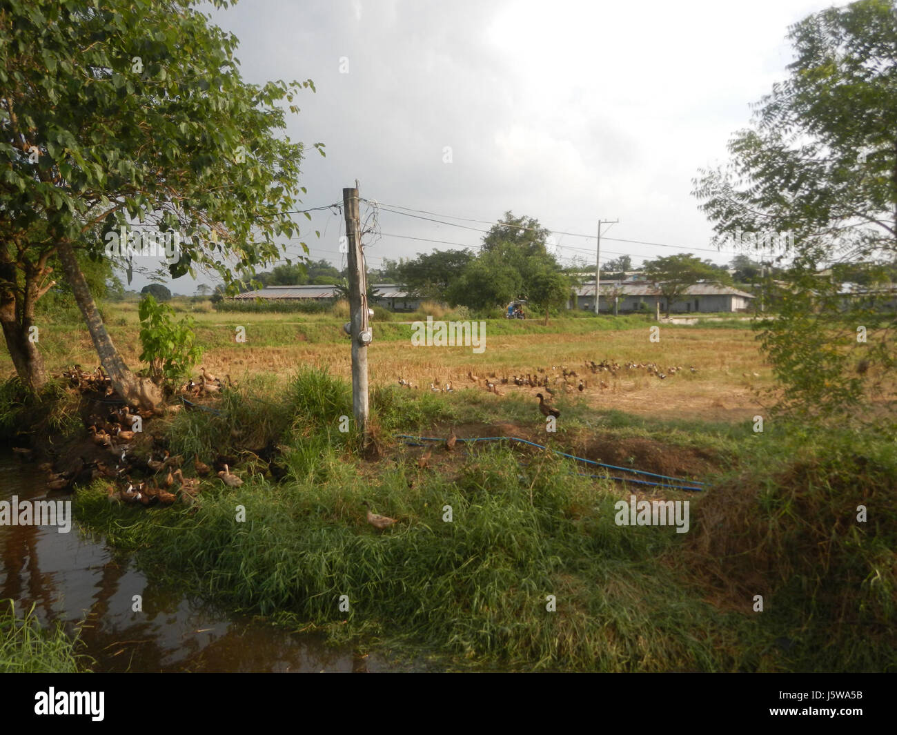 Integrated rice duck farming hi-res stock photography and images - Alamy